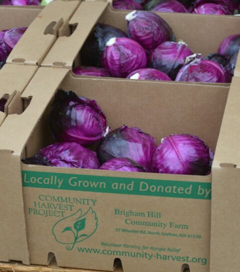 Volunteer Farming for Hunger Relief | Community Harvest Project